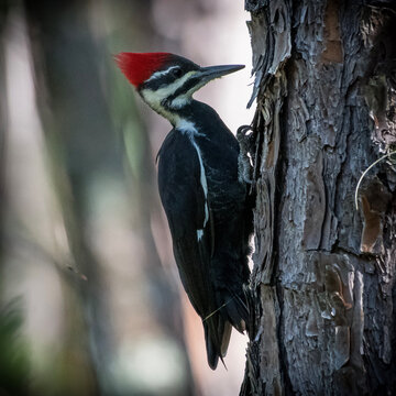 Peckerwood bilder – Bläddra bland 141,078 stockfoton, vektorer och ...