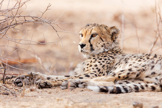 Cheeter bilder – Bläddra bland 143,858 stockfoton, vektorer och videor ...