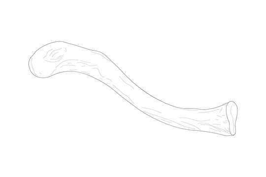 Clavicle Unlabeled