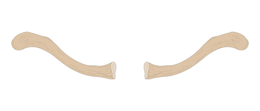 Clavicle Unlabeled