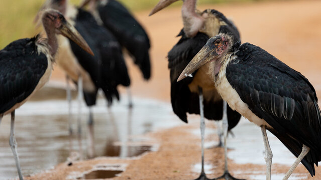 Ciconiiformes Bilder – Durchsuchen 140,458 Archivfotos, Vektorgrafiken ...