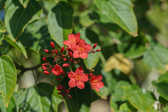 รูปภาพJatropha – เลือกดูภาพถ่ายสต็อก เวกเตอร์ และวิดีโอ1,336 | Adobe Stock