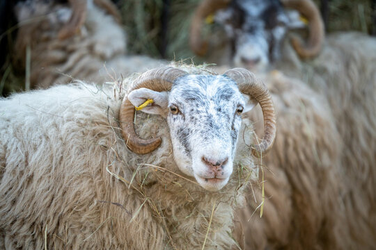 Rammen bilder – Bläddra bland 2,106 stockfoton, vektorer och videor ...