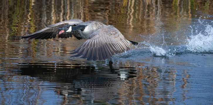 Angry Goose Images – Browse 1,408 Stock Photos, Vectors, and Video ...