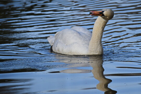 Funnily Images – Browse 2,899 Stock Photos, Vectors, and Video | Adobe ...