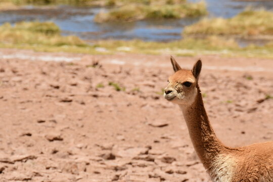 Vikunja Bilder – Durchsuchen 8,608 Archivfotos, Vektorgrafiken und ...
