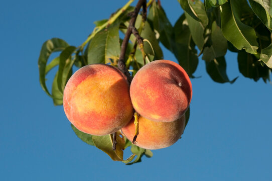 รูปภาพPesco – เลือกดูภาพถ่ายสต็อก เวกเตอร์ และวิดีโอ43,793 | Adobe Stock