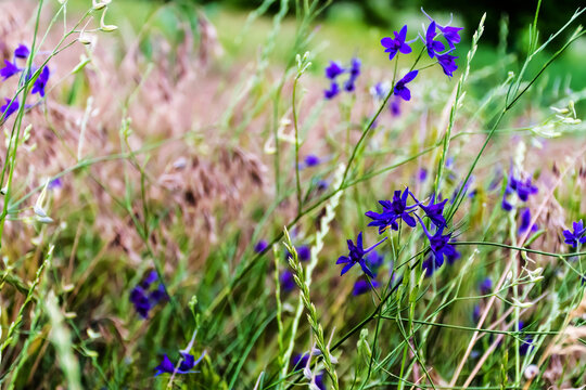 "Field Larkspur" Images – Browse 753 Stock Photos, Vectors, and Video ...