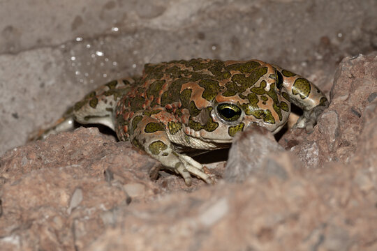 รูปภาพBatrachian – เลือกดูภาพถ่ายสต็อก เวกเตอร์ และวิดีโอ321,088 ...