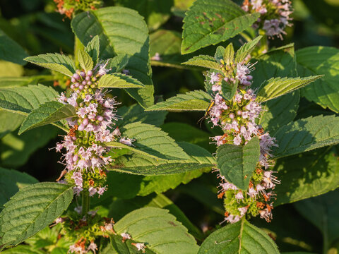 "Wild Mint" Images – Browse 2,117 Stock Photos, Vectors, and Video ...