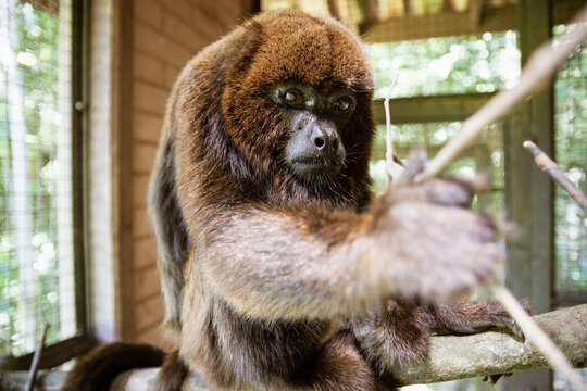 Brown Howler Monkey