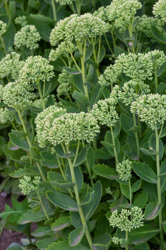 Orpine bilder – Bläddra bland 1,820 stockfoton, vektorer och videor ...