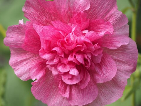 "Alcea Изображения: просматривайте стоковые фотографии, векторные ...