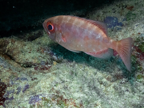 Glass Eye Snapper