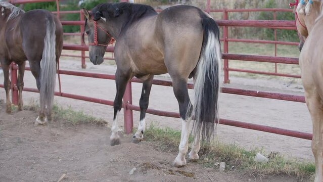 Prancing Images – Browse 7,291 Stock Photos, Vectors, and Video | Adobe ...