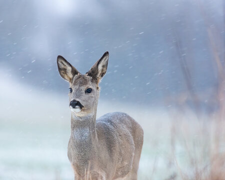 "Roe Buck" Images – Browse 2,655 Stock Photos, Vectors, and Video ...