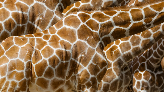 Ziraffe Images – Browse 47 Stock Photos, Vectors, and Video | Adobe Stock