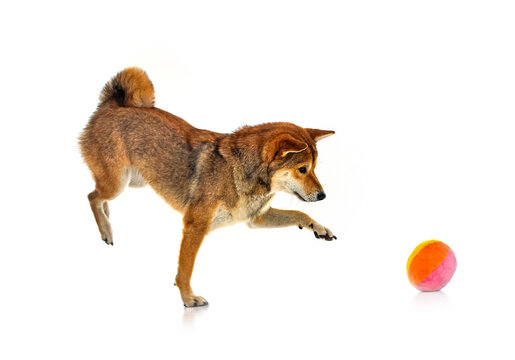 Shiba Run Bilder – Durchsuchen 1,446 Archivfotos, Vektorgrafiken und ...