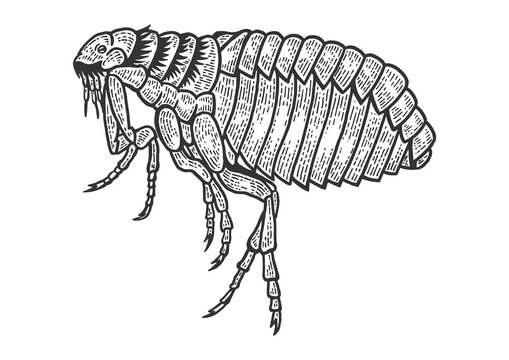 Flohstich Bilder – Durchsuchen 370 Archivfotos, Vektorgrafiken und ...