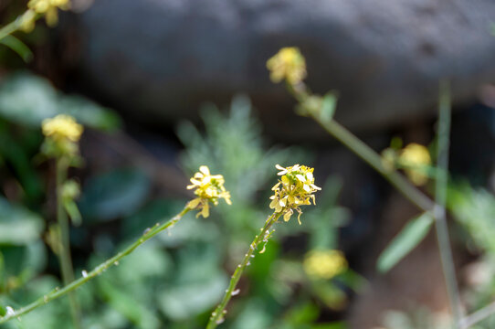 Lagr Images – Browse 12 Stock Photos, Vectors, and Video | Adobe Stock