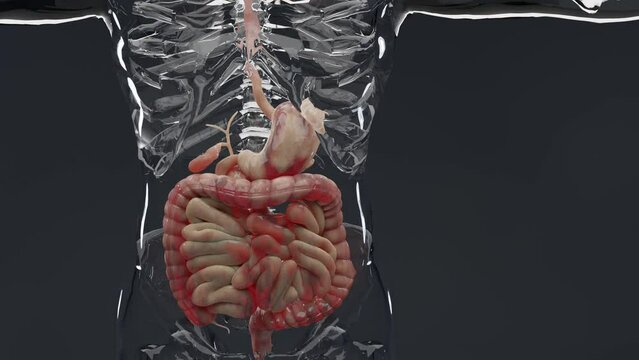 Afbeeldingen over "Sigmoid Flexure" – Blader in stockfoto's, vectoren ...