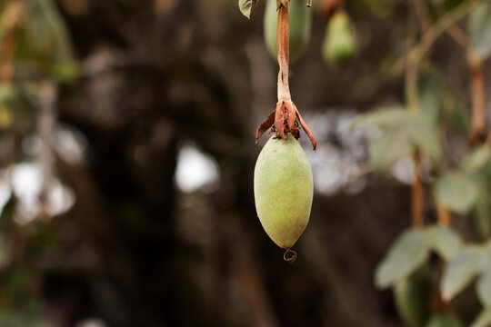 Tumbo Images – Browse 145 Stock Photos, Vectors, and Video | Adobe Stock