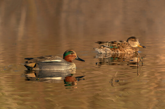 Green Winged Teal Images – Browse 8,756 Stock Photos, Vectors, and ...
