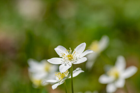 雪溶け Images – Browse 258 Stock Photos, Vectors, and Video | Adobe Stock