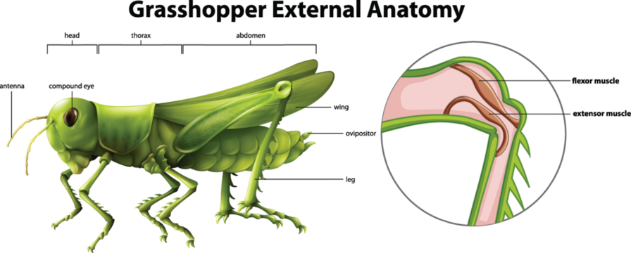 Grasshopper External Anatomy