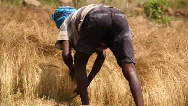 Teff 이미지 – 찾아보기 3,895 스톡 사진, 벡터 및 비디오 | Adobe Stock