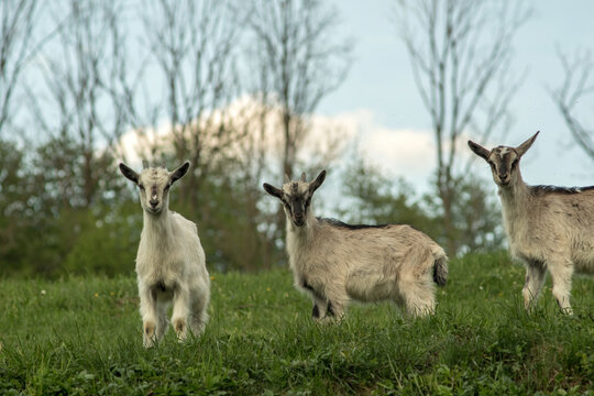 รูปภาพFarma – เลือกดูภาพถ่ายสต็อก เวกเตอร์ และวิดีโอ35,701 | Adobe Stock