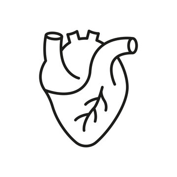 Human Heart Clipart