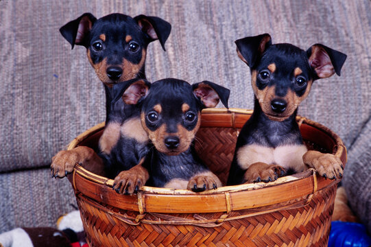 "Mini Pinscher" Images – Browse 315 Stock Photos, Vectors, and Video ...
