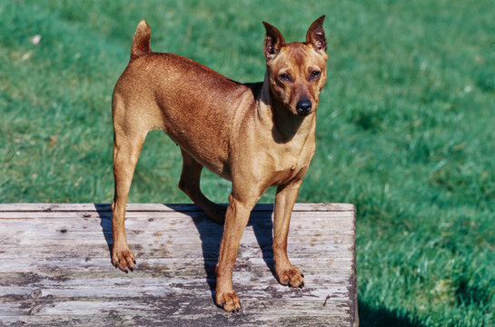 "Mini Pinscher" Images – Browse 263 Stock Photos, Vectors, and Video ...
