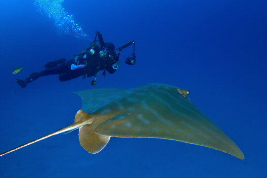 รูปภาพBatoids – เลือกดูภาพถ่ายสต็อก เวกเตอร์ และวิดีโอ64,162 | Adobe Stock