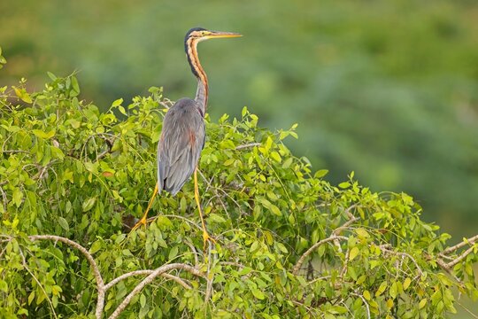 Red Heron Bird