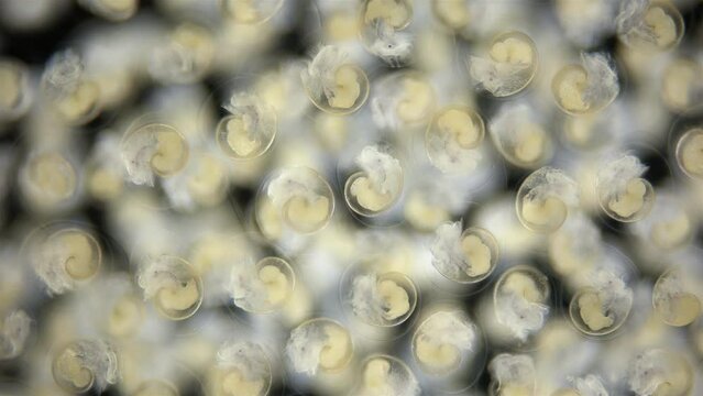 รูปภาพVeliger – เลือกดูภาพถ่ายสต็อก เวกเตอร์ และวิดีโอ134 | Adobe Stock