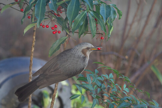 Spiceberry Bilder – Durchsuchen 3,300 Archivfotos, Vektorgrafiken und ...