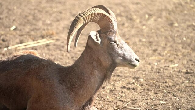 Shapo Images – Browse 973 Stock Photos, Vectors, and Video | Adobe Stock