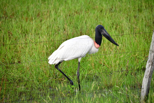 Tuiuiu Images – Browse 2,053 Stock Photos, Vectors, and Video | Adobe Stock