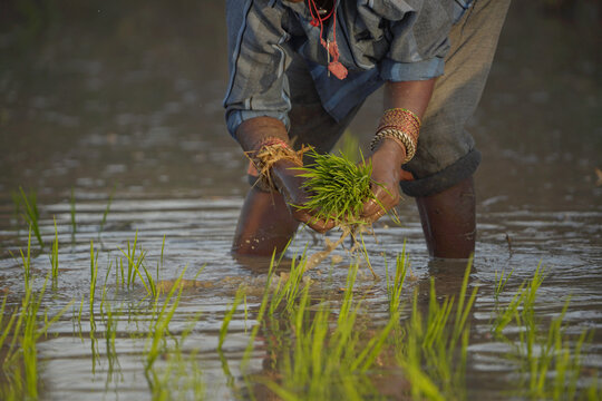 รูปภาพKhet – เลือกดูภาพถ่ายสต็อก เวกเตอร์ และวิดีโอ502 | Adobe Stock