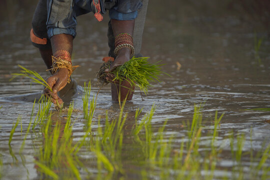 รูปภาพKhet – เลือกดูภาพถ่ายสต็อก เวกเตอร์ และวิดีโอ349 | Adobe Stock
