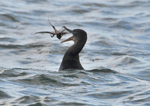 "Flightless Cormorant" Images – Browse 383 Stock Photos, Vectors, and ...