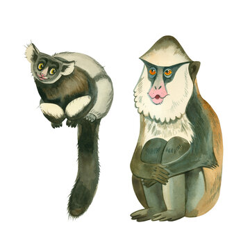 "Mona Monkey" Images – Browse 252 Stock Photos, Vectors, and Video ...