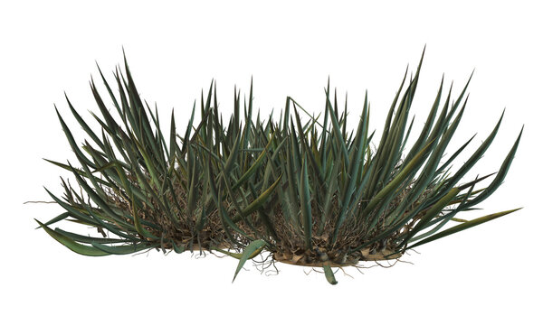 Xerophyten Bilder – Durchsuchen 16,006 Archivfotos, Vektorgrafiken und ...