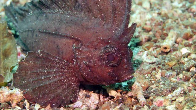 Waspfish Images – Browse 202 Stock Photos, Vectors, and Video | Adobe Stock