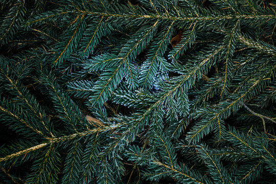 Coniferales Bilder – Durchsuchen 15,886 Archivfotos, Vektorgrafiken und ...