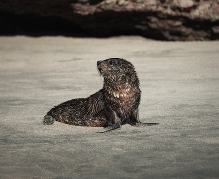 「Seerobbe」の写真素材 | 293件の無料イラスト画像 | Adobe Stock