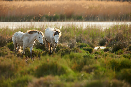 lucaar photos, images, assets | Adobe Stock