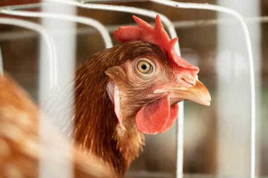 Hahnen Bilder – Durchsuchen 244,479 Archivfotos, Vektorgrafiken und ...